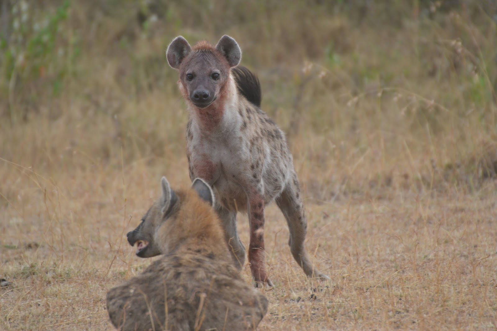 Africa Safari 2013: Day - 26 Naivasha to Kentmere Club in Limuru, Kenya
