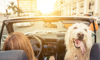 Auto Tops Direct: Best Convertibles for Dogs