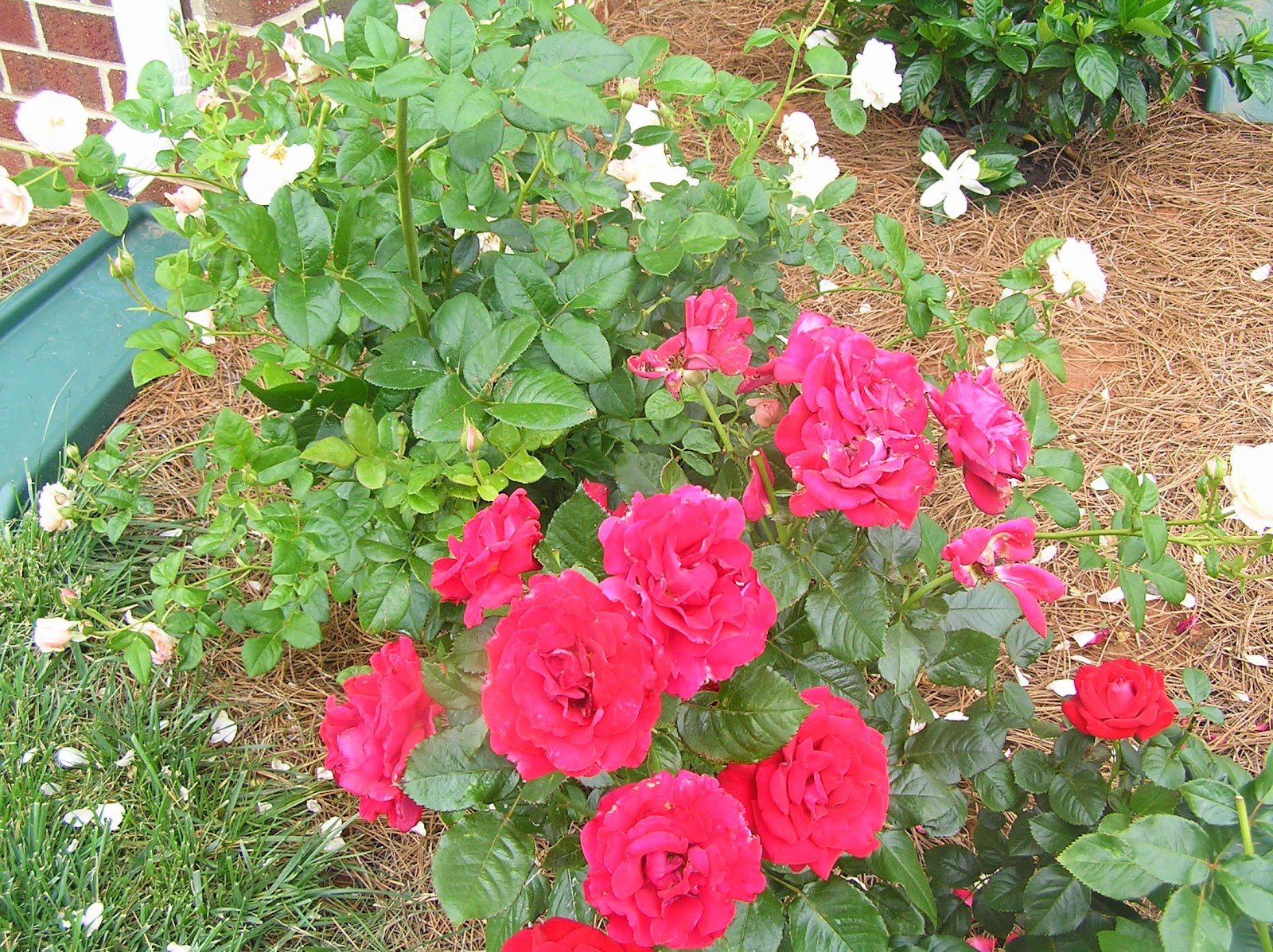 Images from our Life: Rose Garden, Summer 2012
