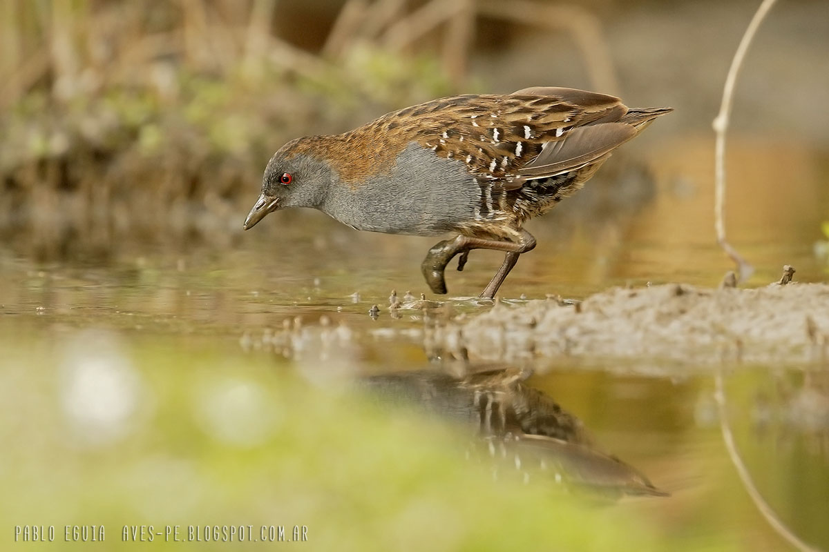 mis fotos de aves: Porzana spiloptera Burrito Negruzco Dot-winged Crake
