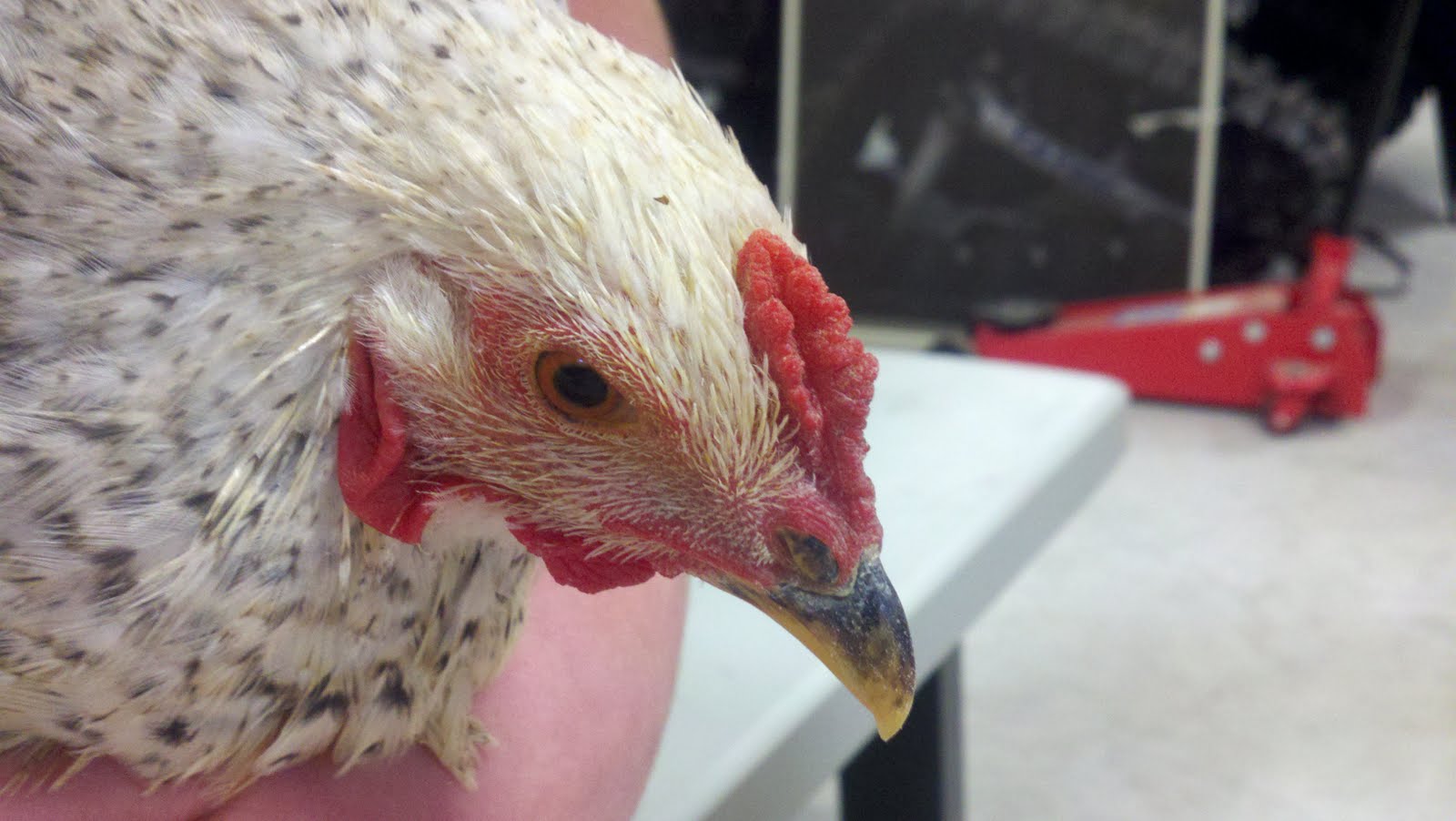 cross chickens | BackYard Chickens - Learn How to Raise Chickens