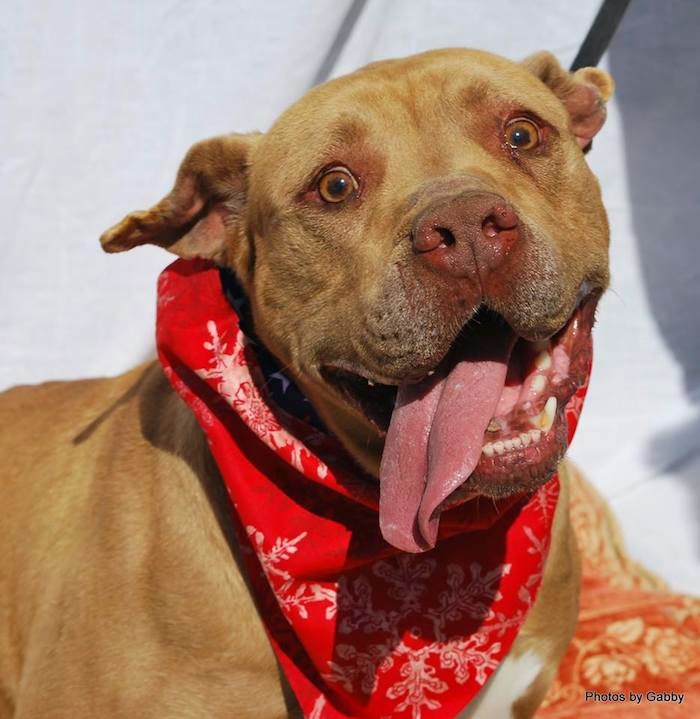 Chester, el perro que fue adoptado gracias a una fotografía - Mundo Feliz