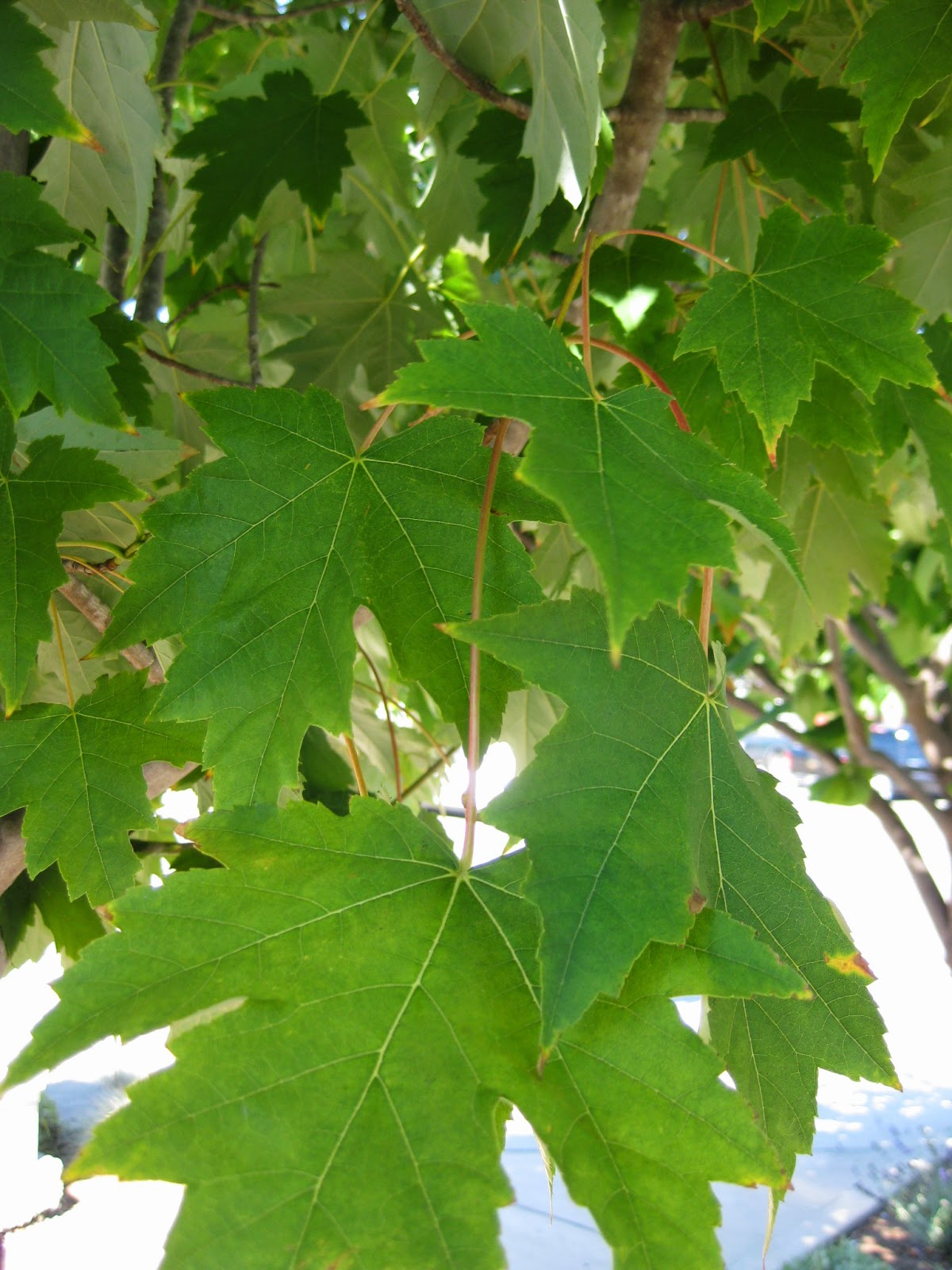 Trees of Santa Cruz County: Acer x freemanii 'Armstrong' - Armstrong Maple