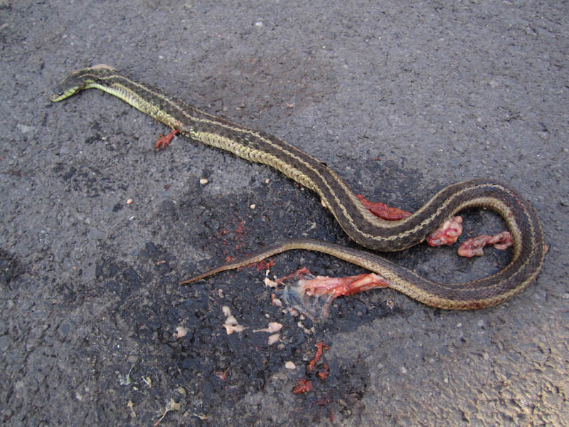 Kuato Lives: Homebase Halloweekend: 11/4 - 11/6