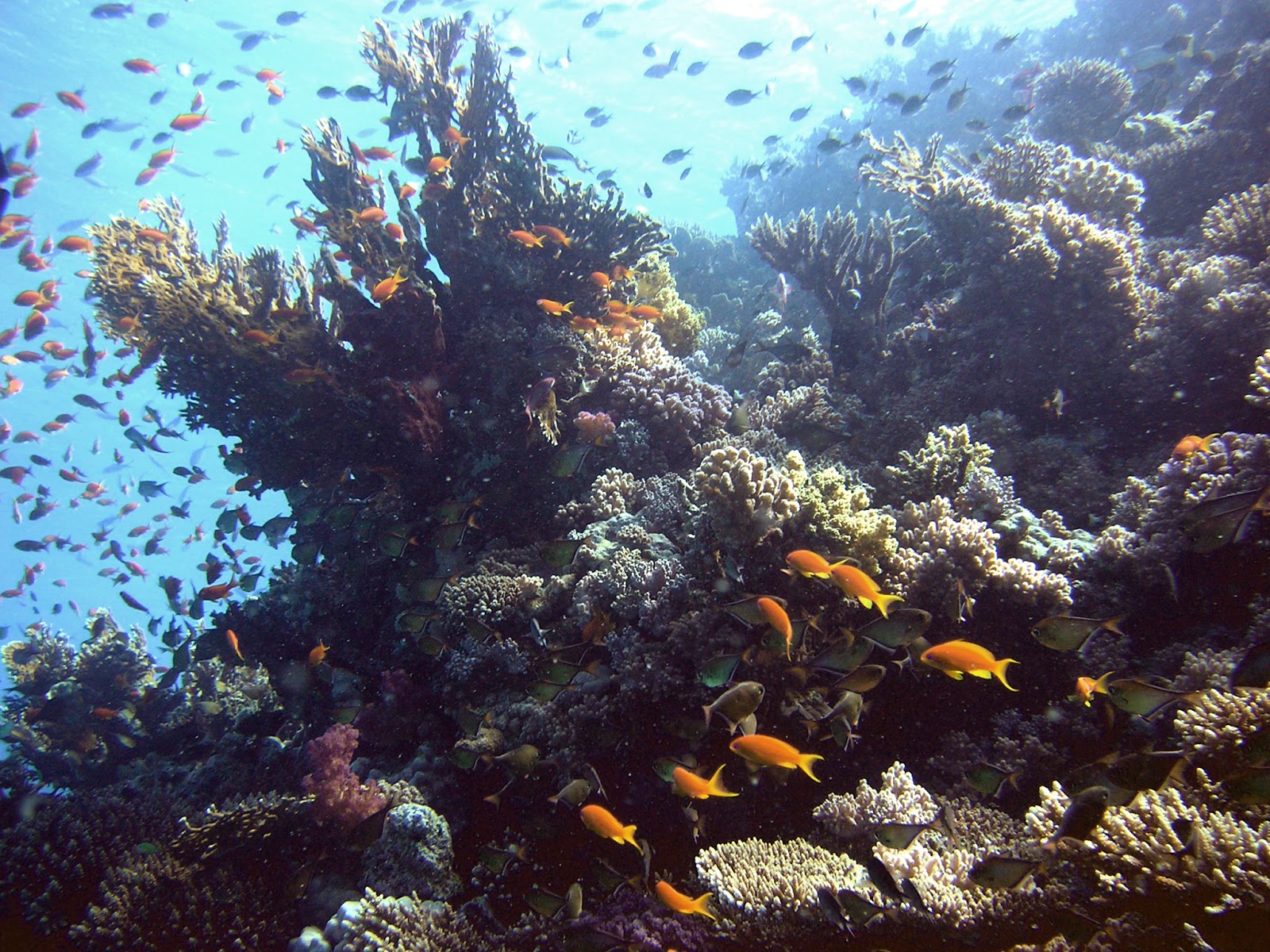 mon pico récif: Qu'est-ce qu'un récif?