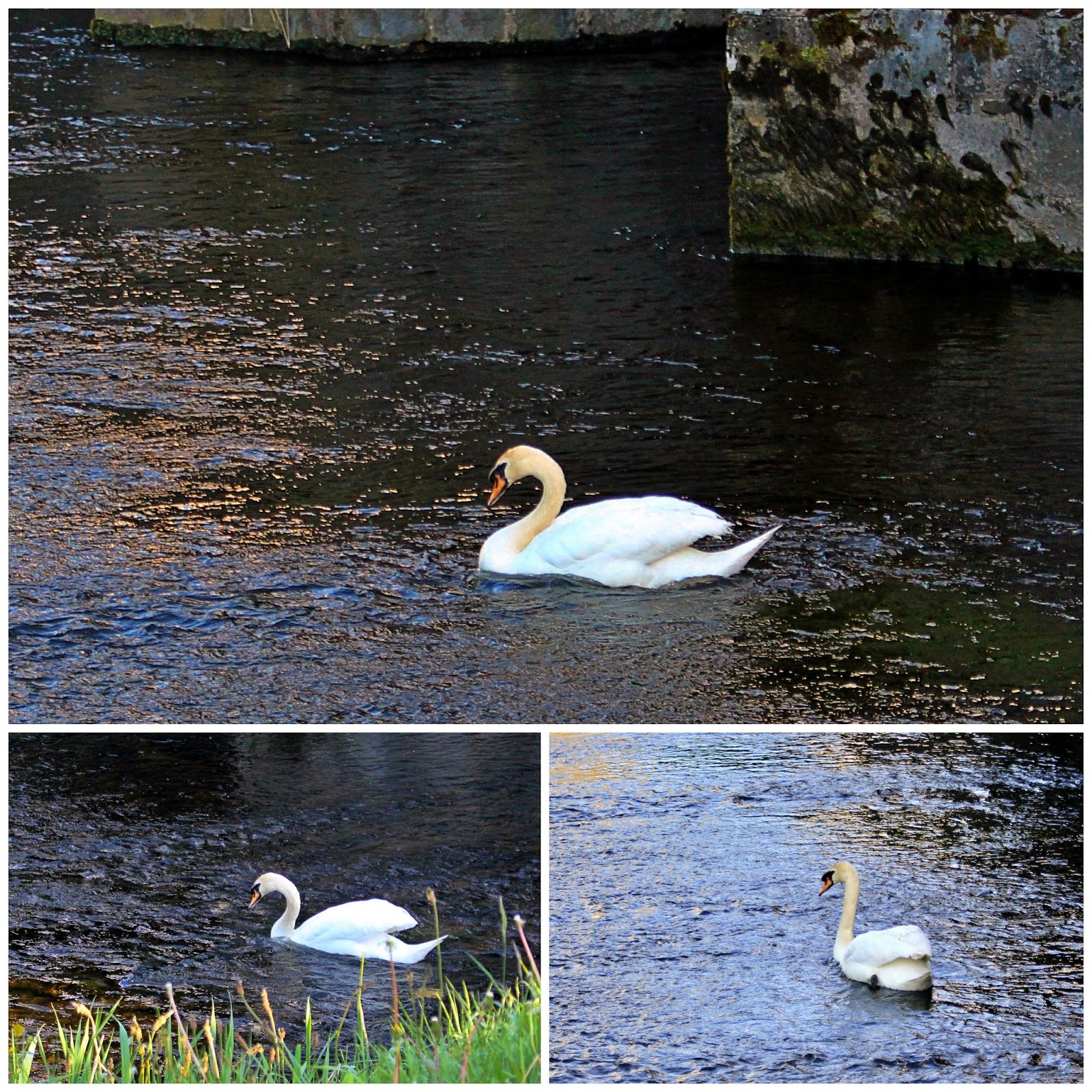 Kilcullen Diary: The early swan gets ...