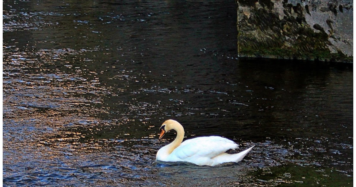 Kilcullen Diary: The early swan gets ...