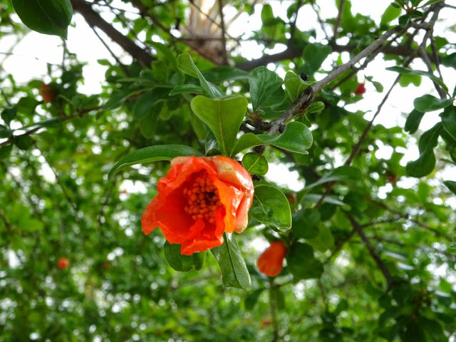 Divagar entre FLORES - ANIMAIS - NATUREZA: Romãzeira – Punica granatum