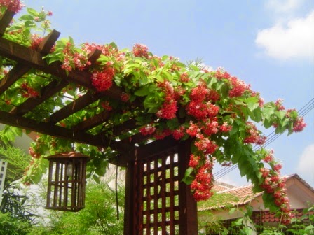 Tanaman Rambat Yang Penuh Warna