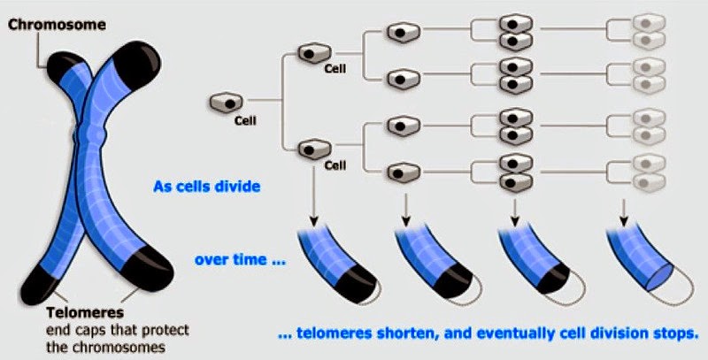 # 29 DNA structure | Biology Notes for A level