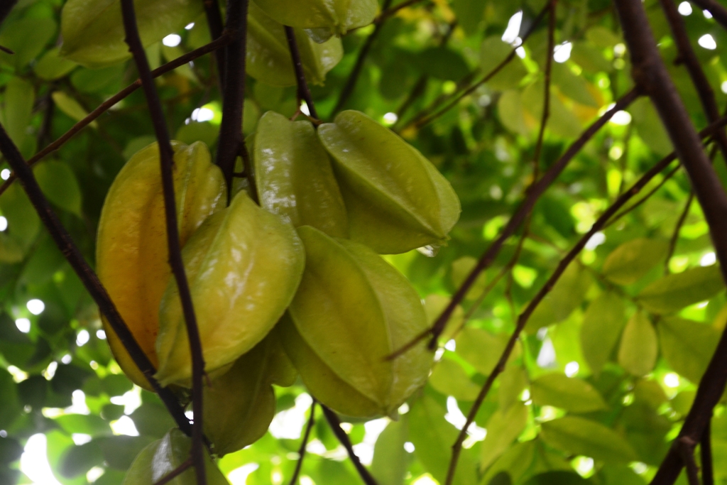 Carambola. [Tiempo de Carambola] | Con mi Nokia en la mano.