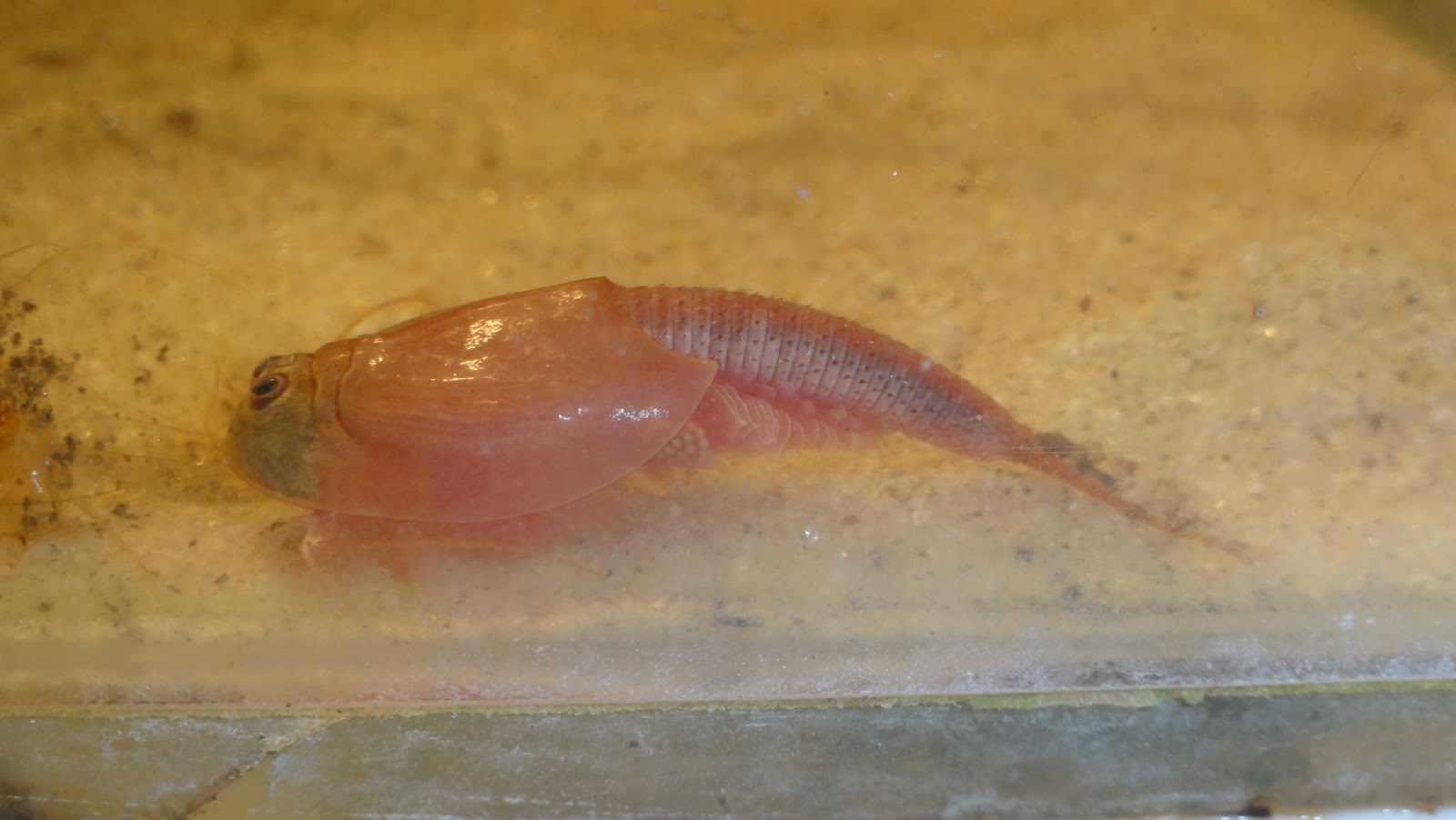 Urzeitkrebse Blog von Triops King dem Triopsshop: WELTNEUHEIT Triops ...