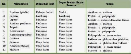AFZ Corner: Enzim Pencernaan