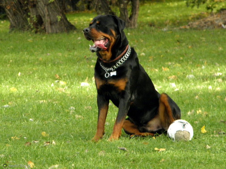 Pies i Ja: Rottweiler