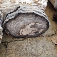 Fosil Kayu Batu Slices Diameter 36cm - Fossil Wood Galery