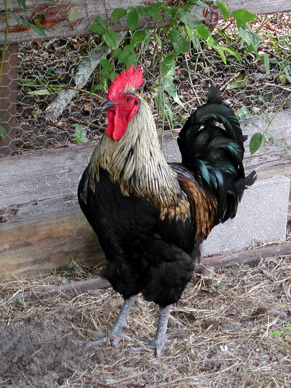 *Our Country Home...: Chicken Boy Bravo..