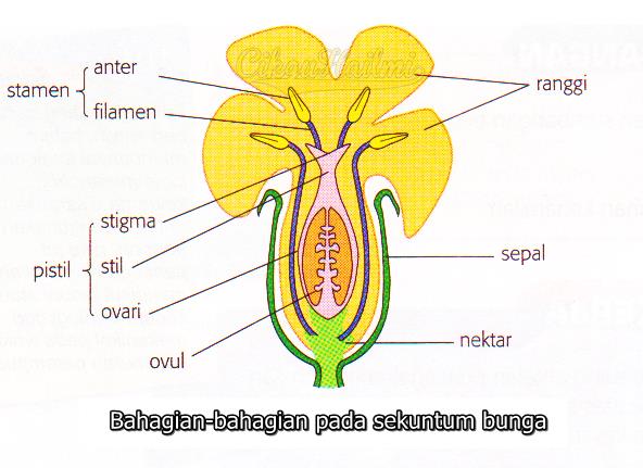 Sains Bab 4-Tingkatan 3