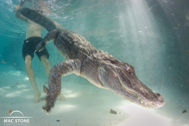 Mac Stone Photography Blog: Swimming with Alligators... again