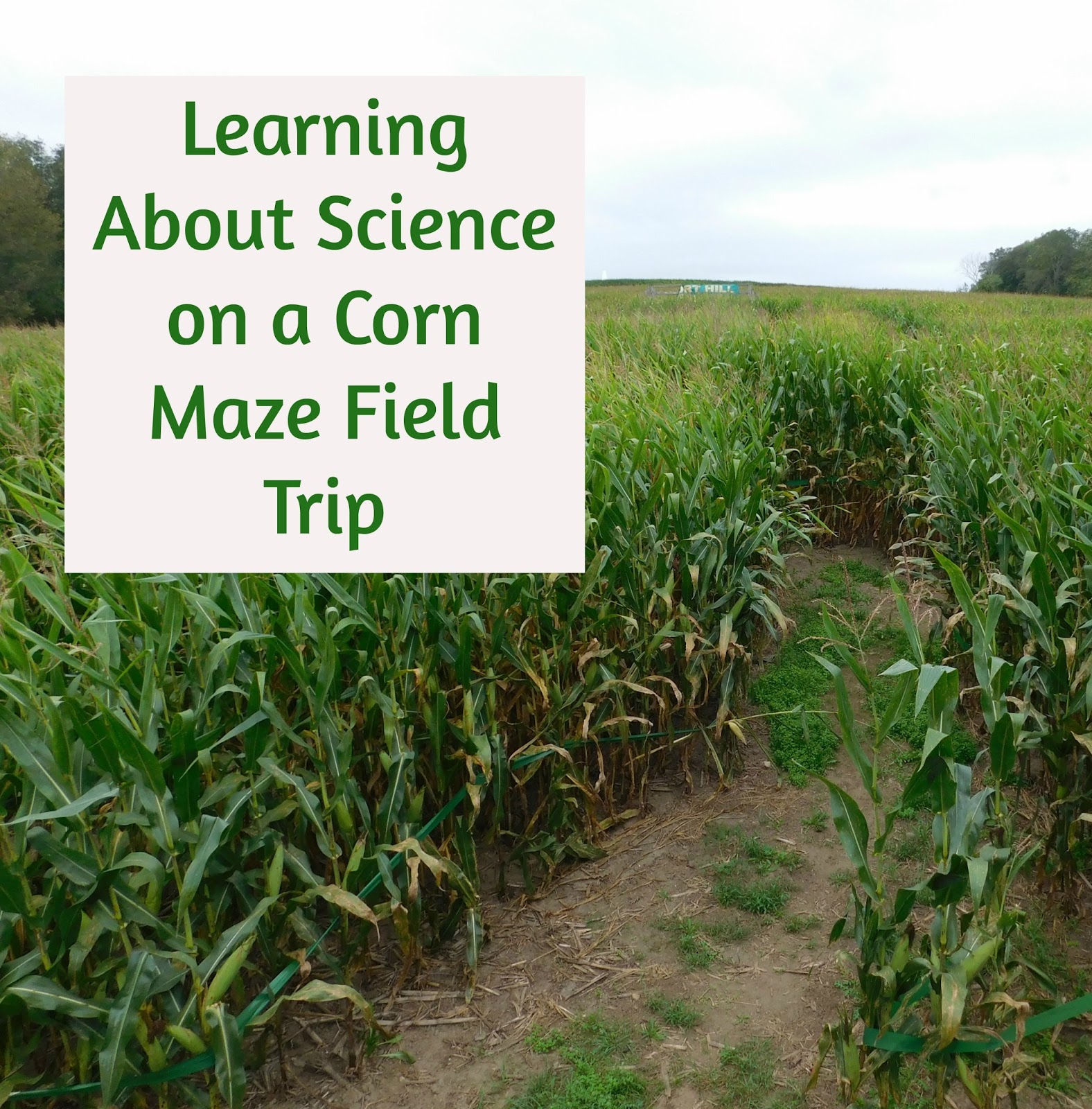 100 Days of Science-- #5 Corn Maze Field Trip