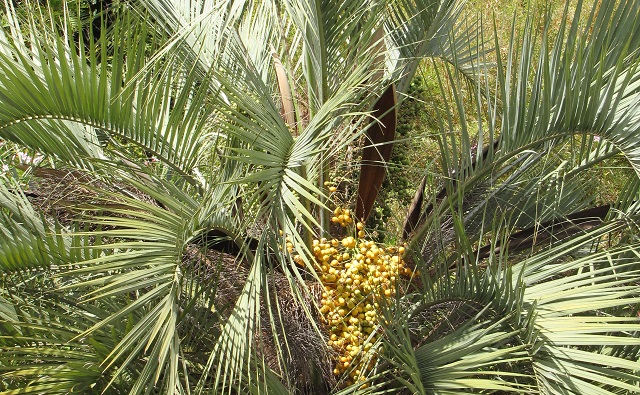 PALMERA DE BRASIL: Butia capitata | Plantas rioMoros