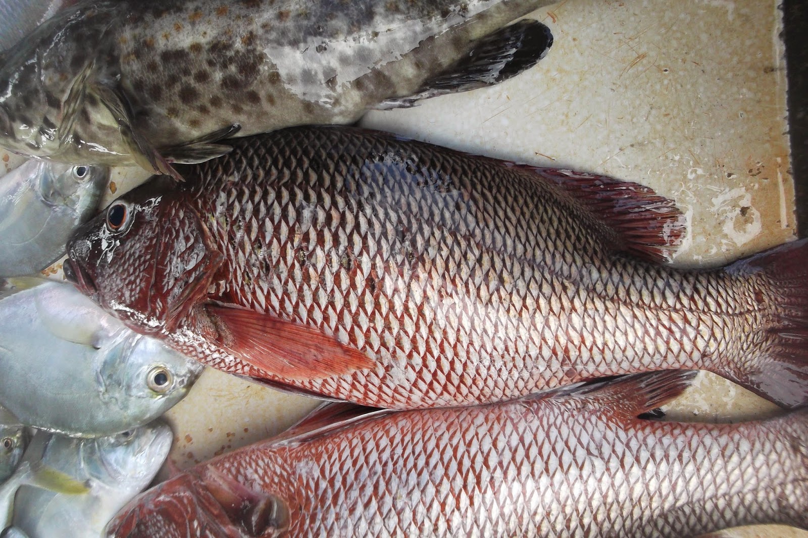 NEGOMBO SEAFOODS: RED SNAPPER