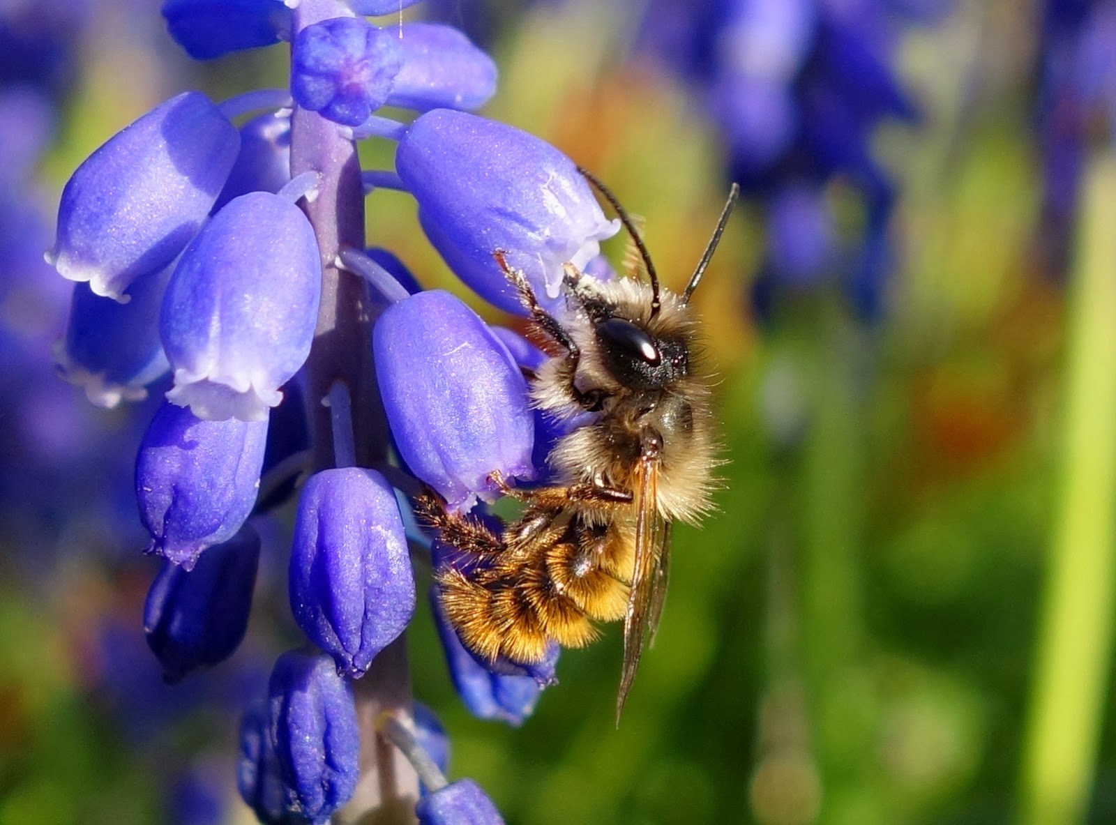 Urban Pollinators: The Bee & Bee in your garden or how to help solitary ...
