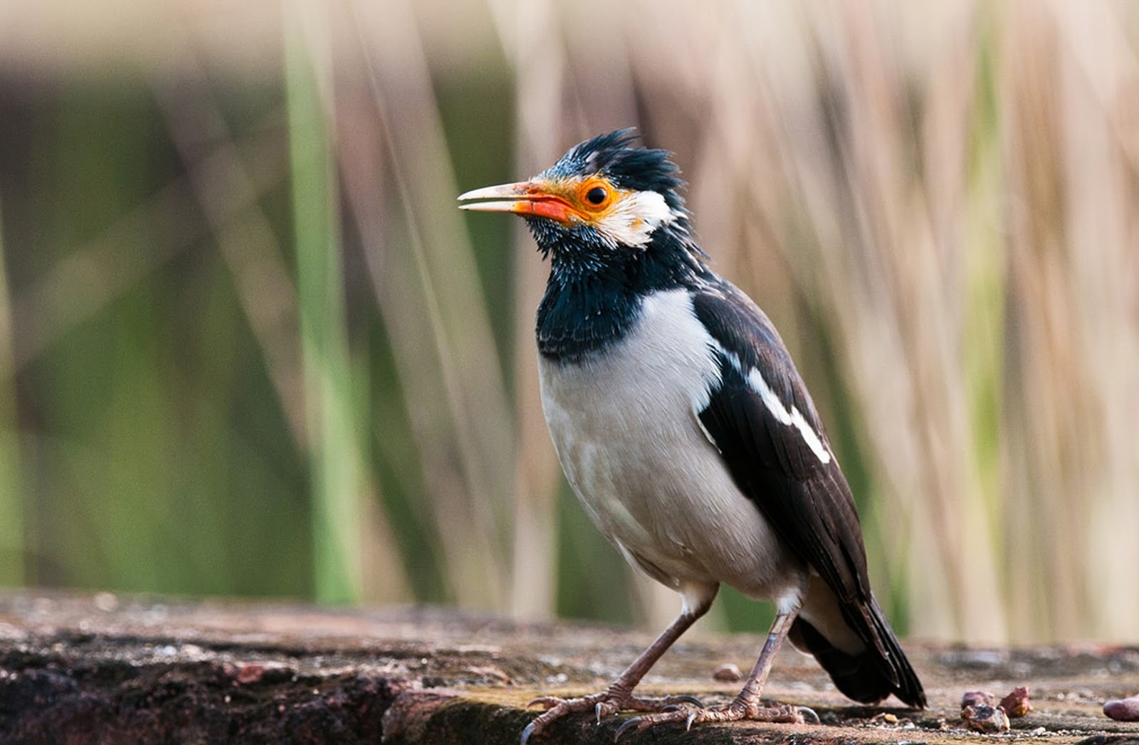 Burung jalak suren - Burung