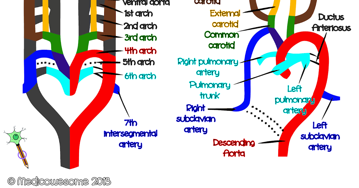 Aortic Arch Branches