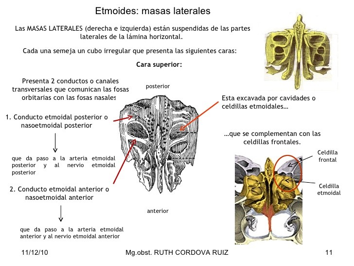 ANATOMÍA HUMANA: julio 2018