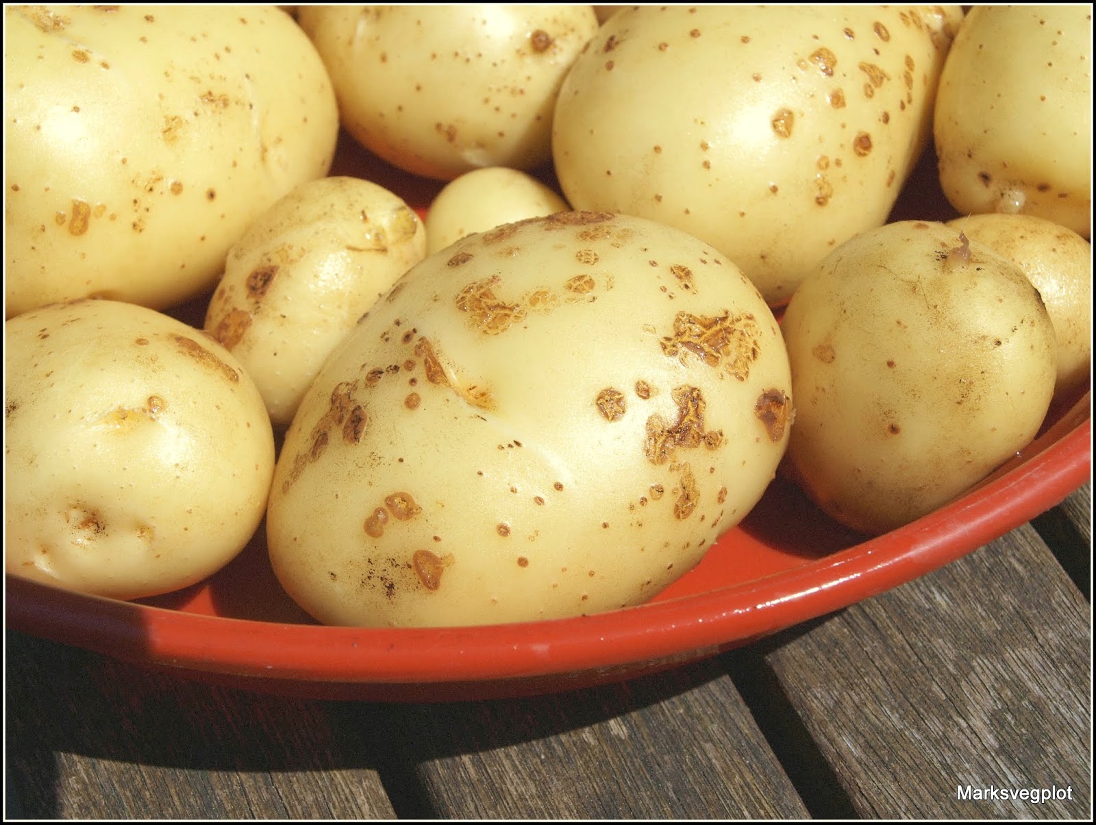 Mark's Veg Plot: A comparison of some Early potatoes