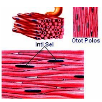 Pengertian Otot Polos dan Ciri cirinya, Jenis, Cara Kerjanya