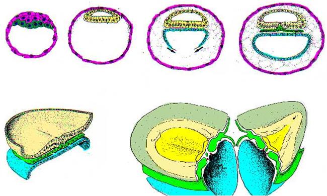 Neurociencias: Ontogénesis del Sistema Nervioso