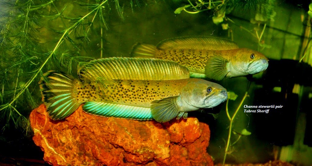 Mahamaya Hiko: Jenis jenis snakehead fish (Channidae family)