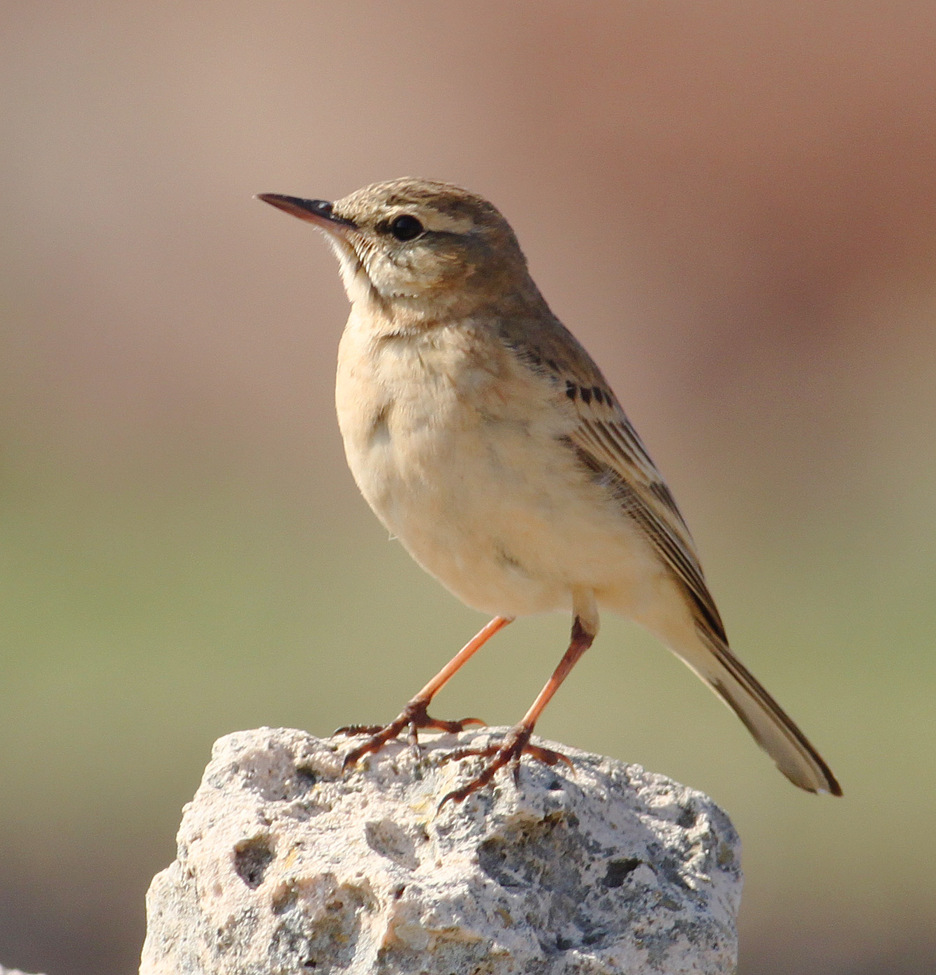 Another Bird Blog: In Menorca