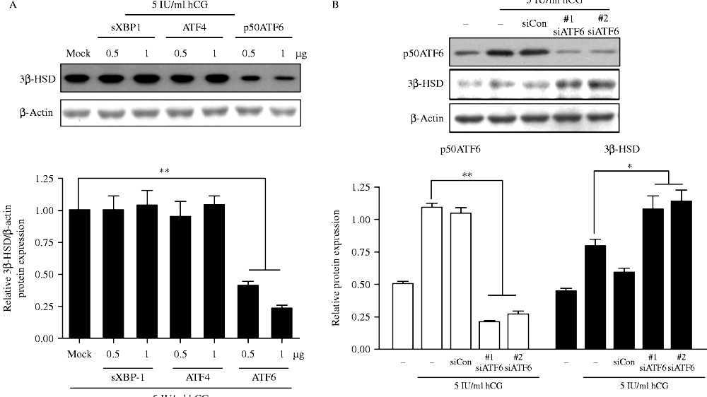 Western blot normalization