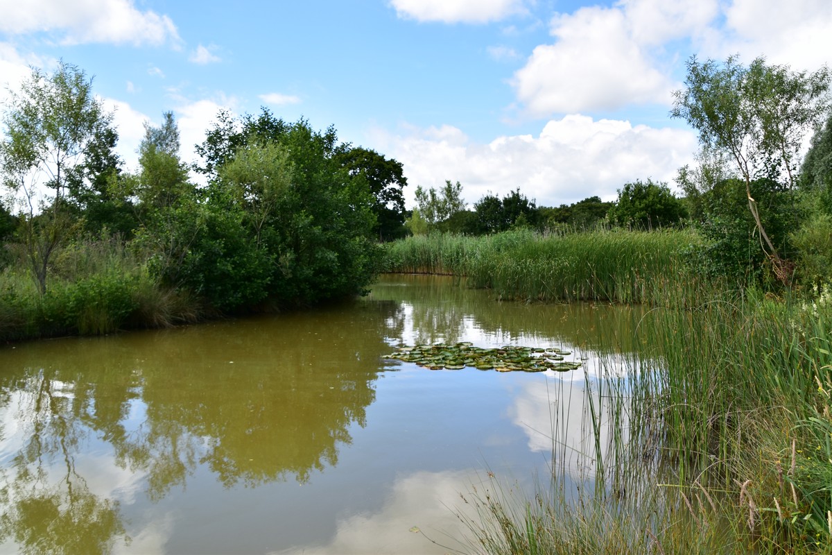 Tricia's Tales: Local pond..