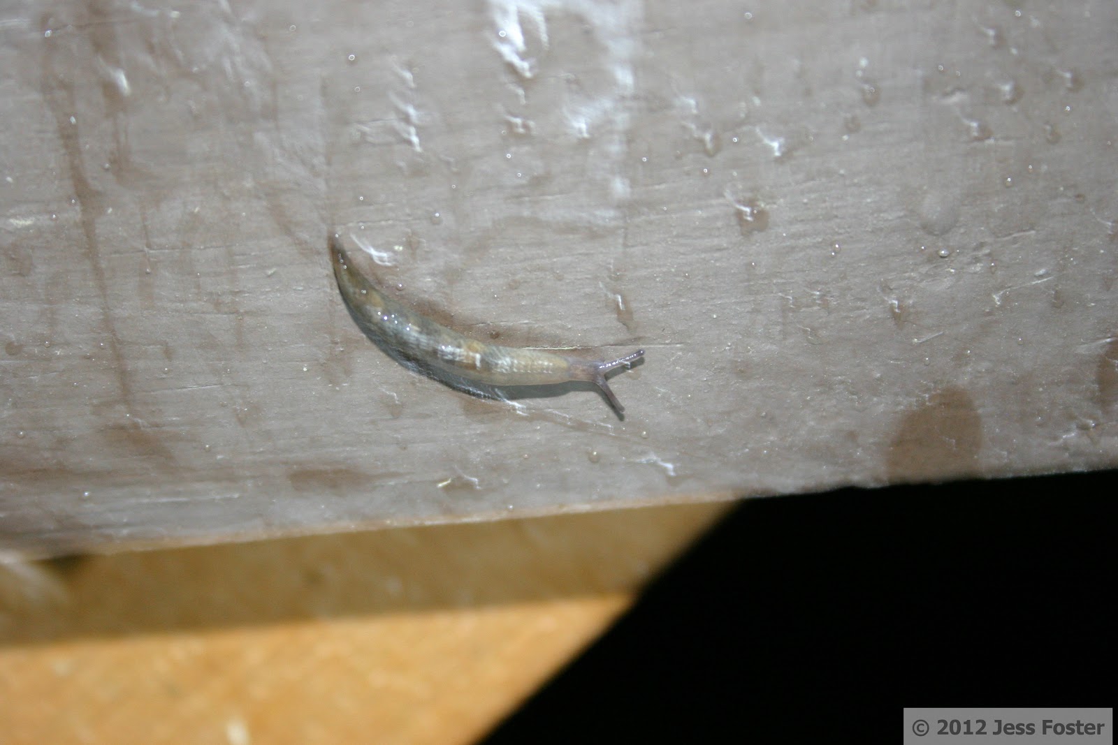 Sluggin' Along: Marsh Slugs Love the Rain