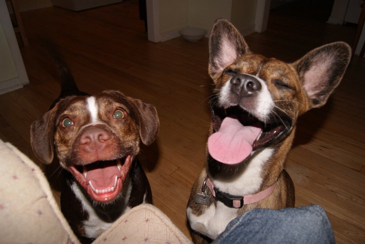 I Have Seen The Whole Of The Internet: Two Happy Dogs