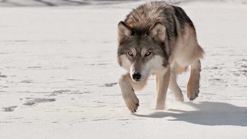 Red Wolf Awareness: #19 - Wolf Attacks On The Rise (Graphic)