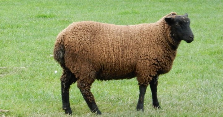 Positive Ripples: Baa Baa Brown Sheep