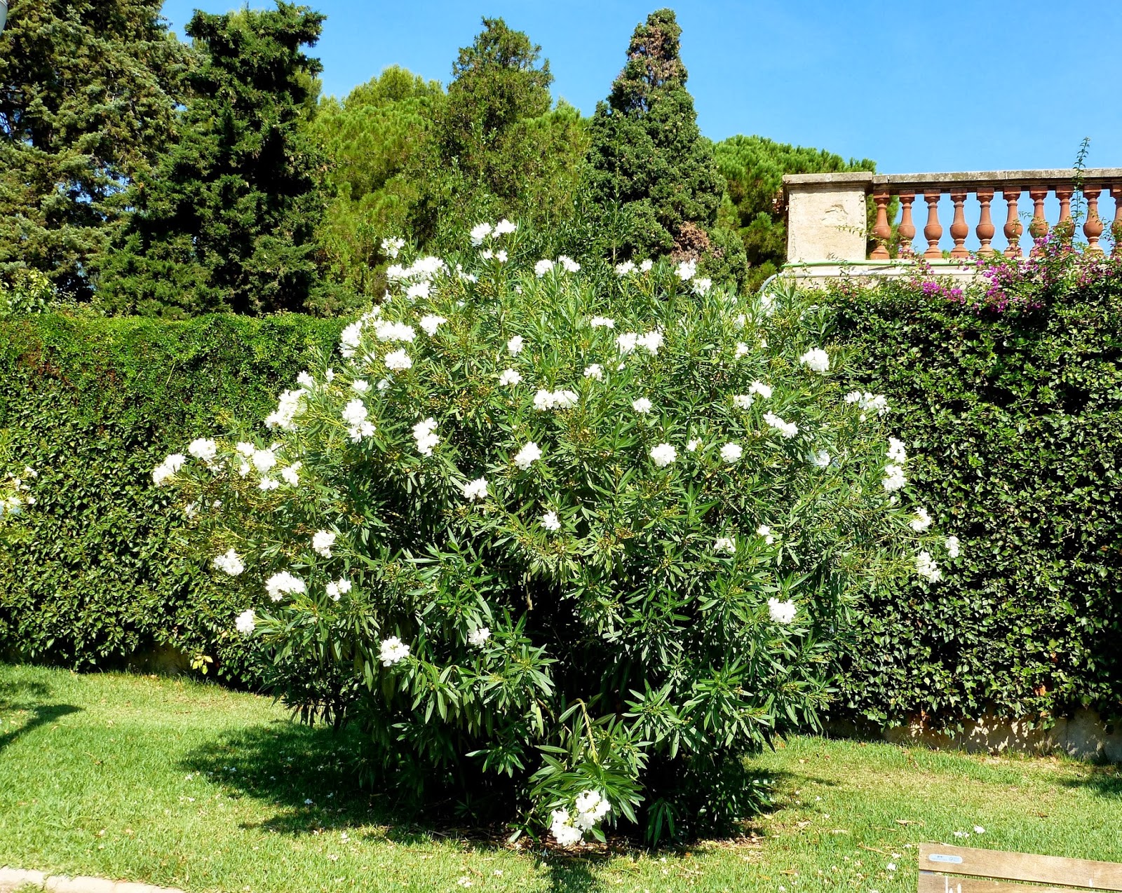 Árboles con alma: Adelfa. Baladre. (Nerium oleander)