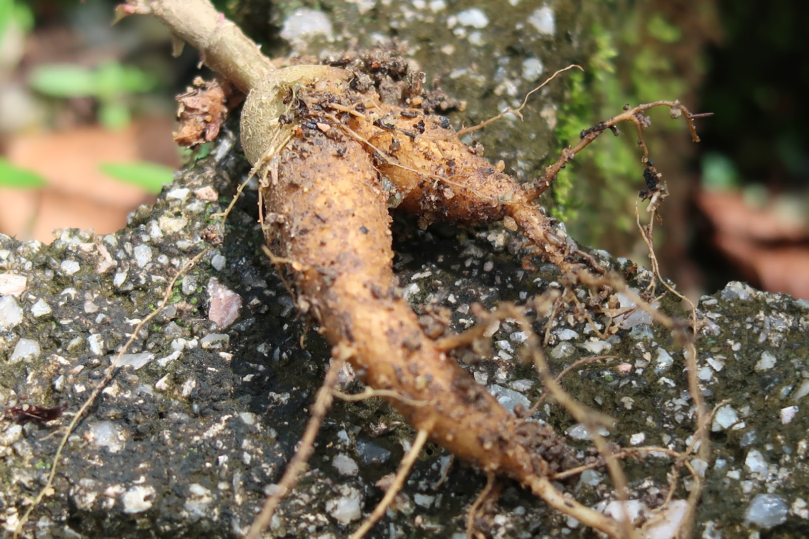 Pavilion's Secret Garden: Java Ginseng