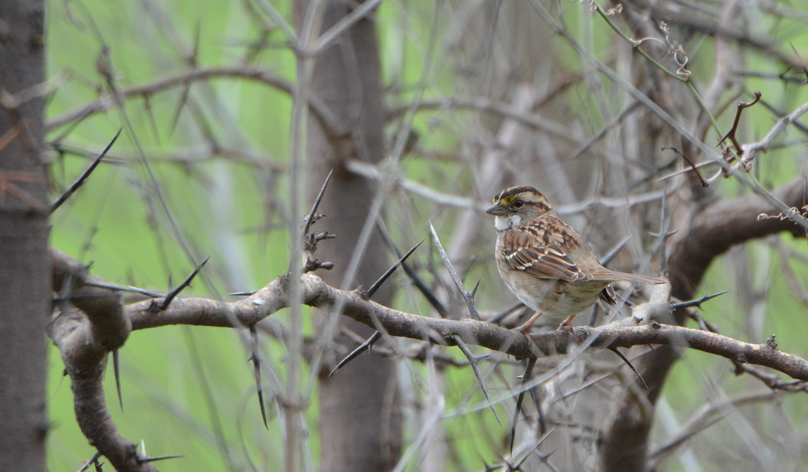 K B Srinivas: Birding in Hagerman National Wildlife Refuge