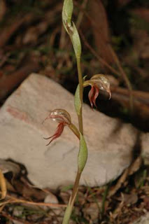 The Nature of Robertson: ANOS trip to Bullio