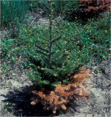 NCSU PDIC: Phytophthora Root Rot on Fraser Fir