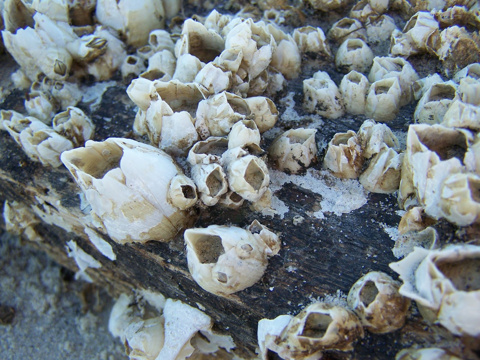 Deltaville Vignettes: Barnacle Fetish