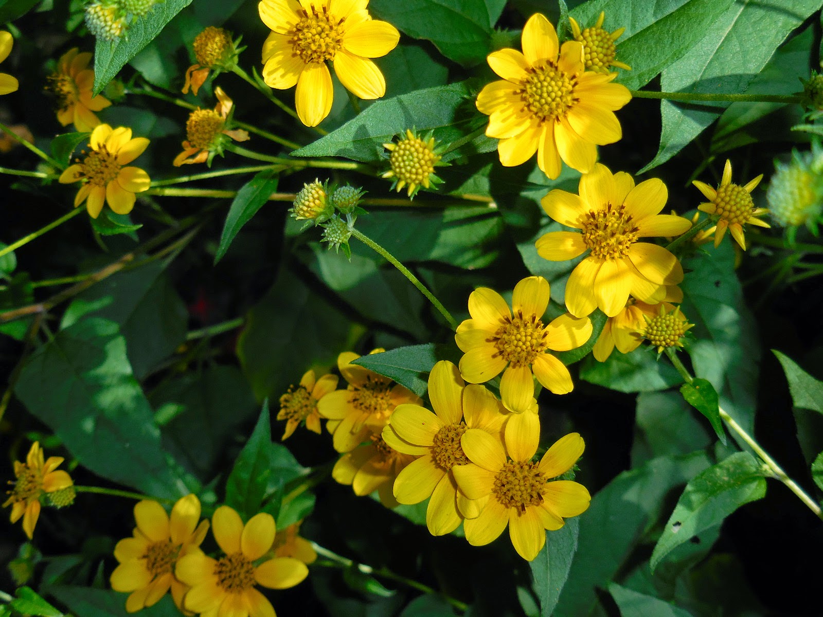 Window on a Texas Wildscape: Plateau goldeneye