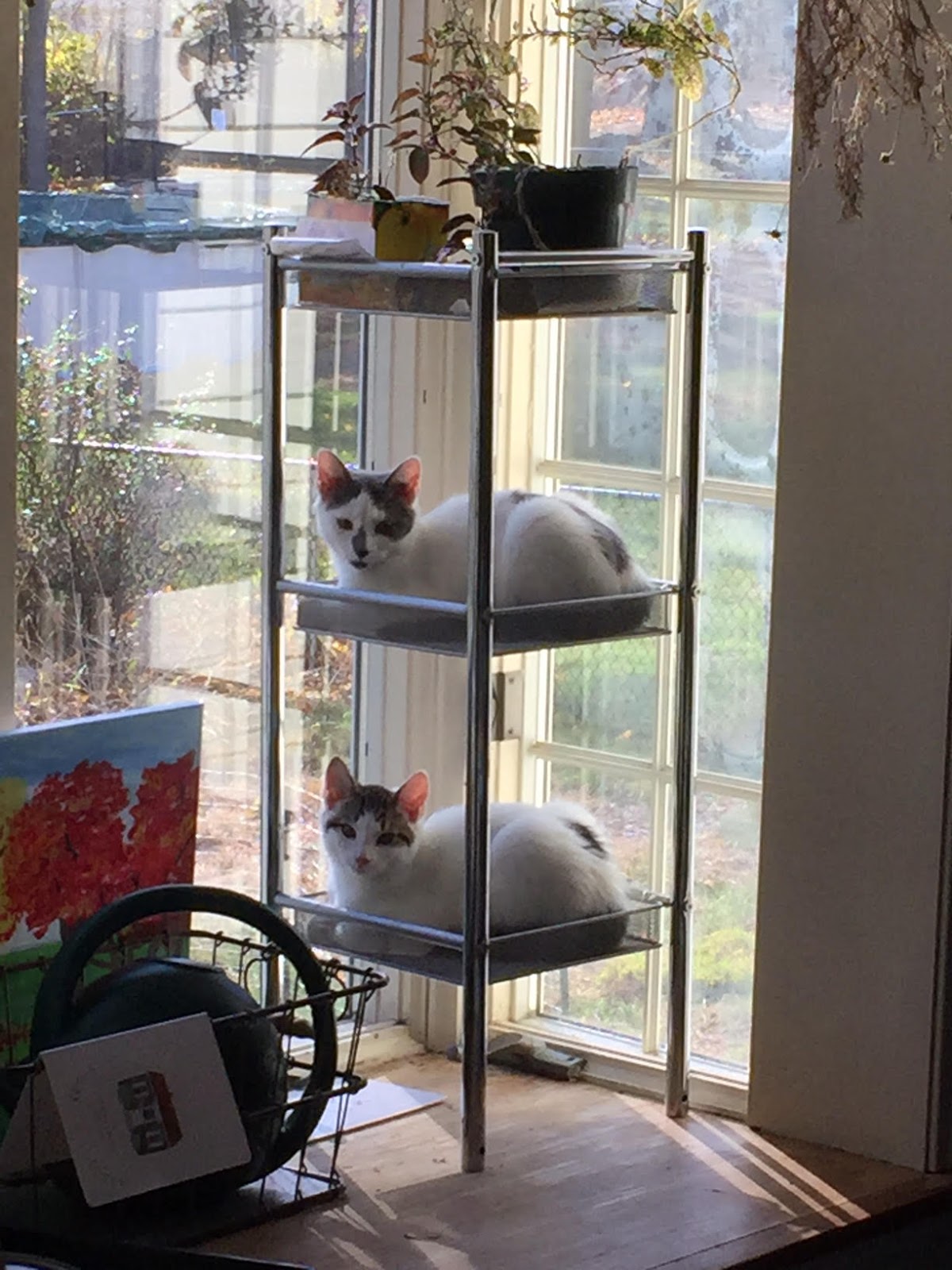 CATS WORLD: Cats in a Stack