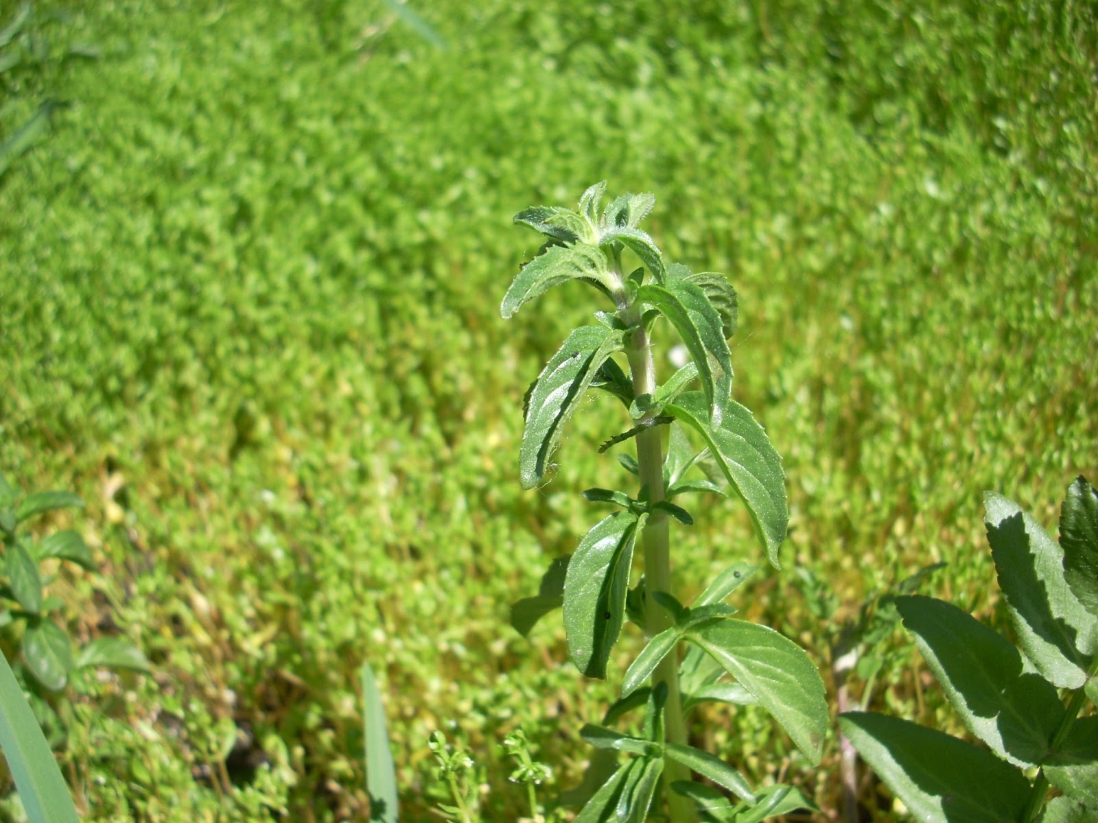Montehermoso Natural: Poleo (Mentha pulegium)