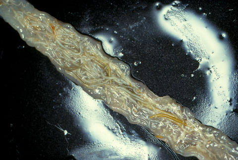 Acanthocephala ~ Dunia Hewan